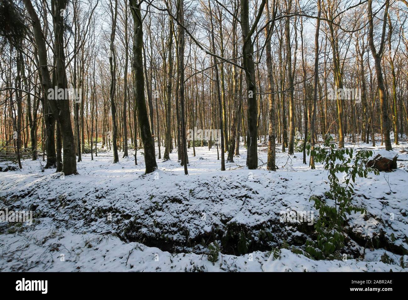 Earthed bank and forest trees in snow and sunshine at Gosford Forest ...