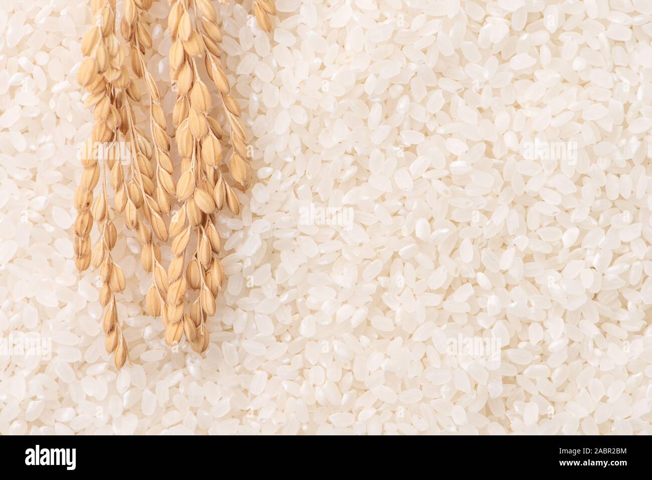 Raw white polished milled edible rice crop on white background in brown ...
