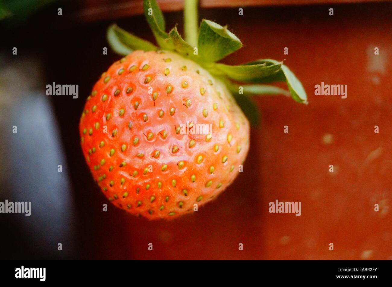 The ripening strawberries in the Strawberry Garden Stock Photo - Alamy