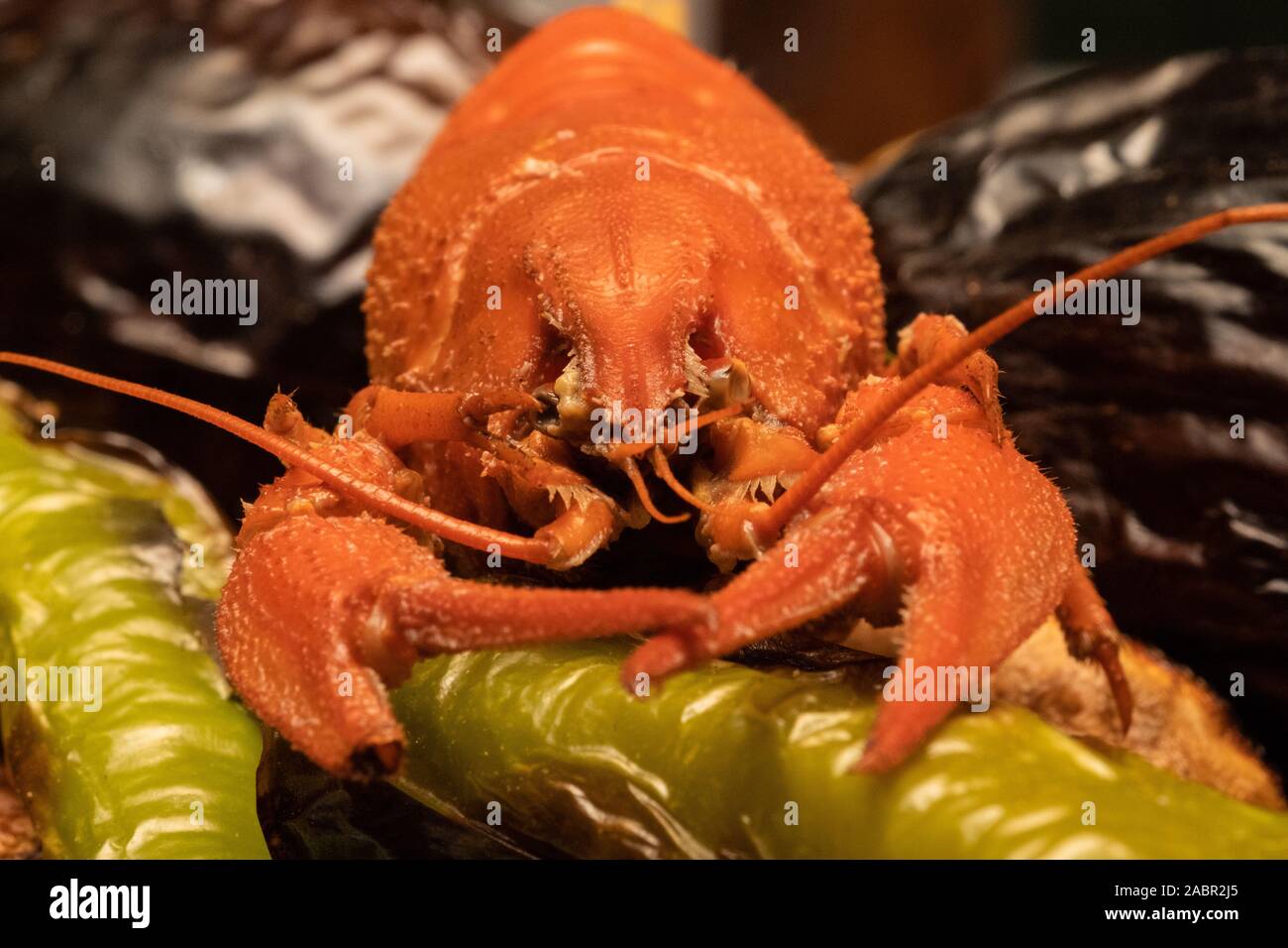 Red boiled cancer on green pepper Stock Photo - Alamy