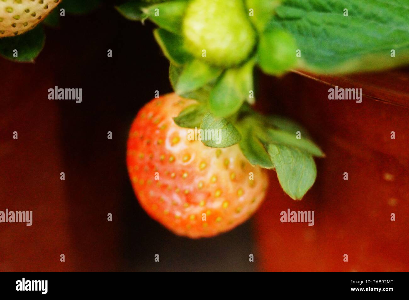 The ripening strawberries in the Strawberry Garden Stock Photo - Alamy