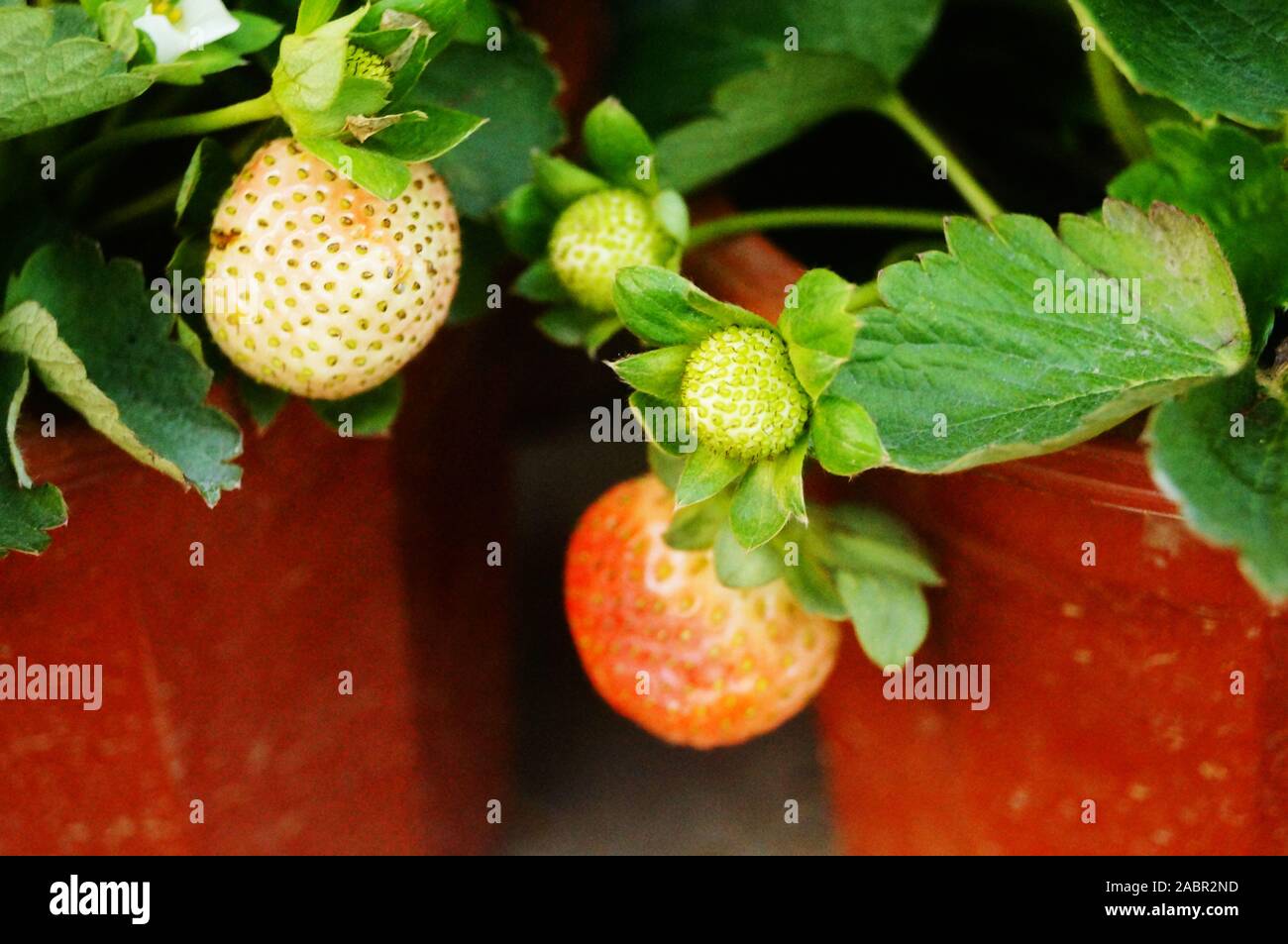 The ripening strawberries in the Strawberry Garden Stock Photo - Alamy