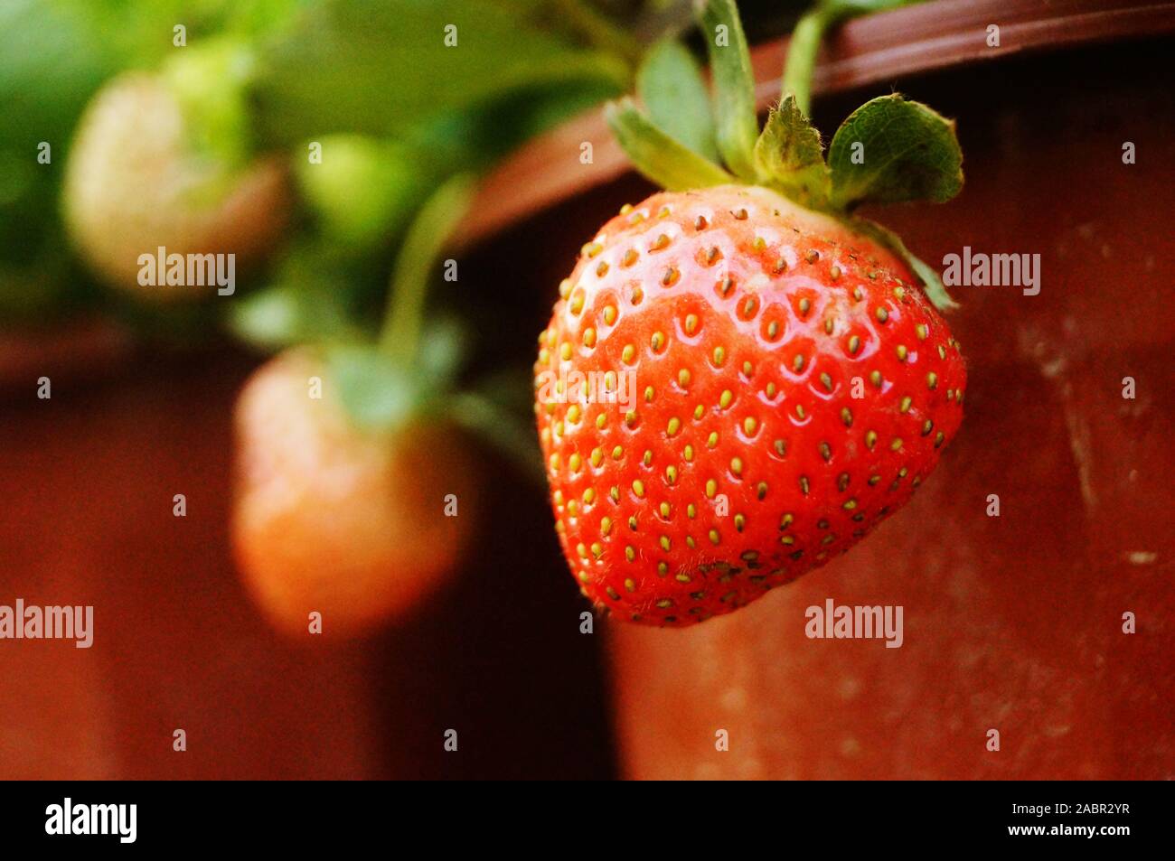The ripening strawberries in the Strawberry Garden Stock Photo - Alamy