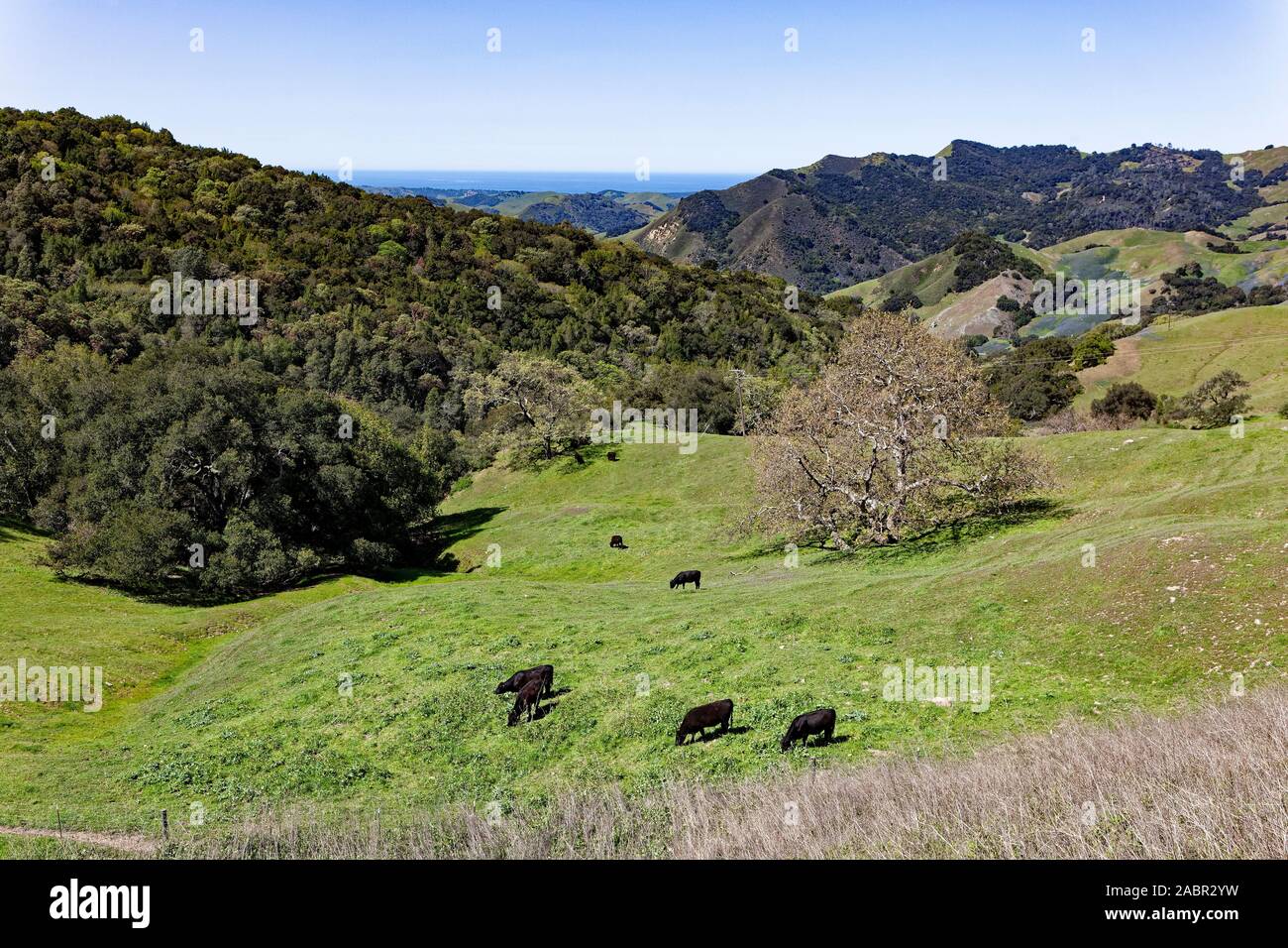 Western livestock grazing hi-res stock photography and images - Alamy