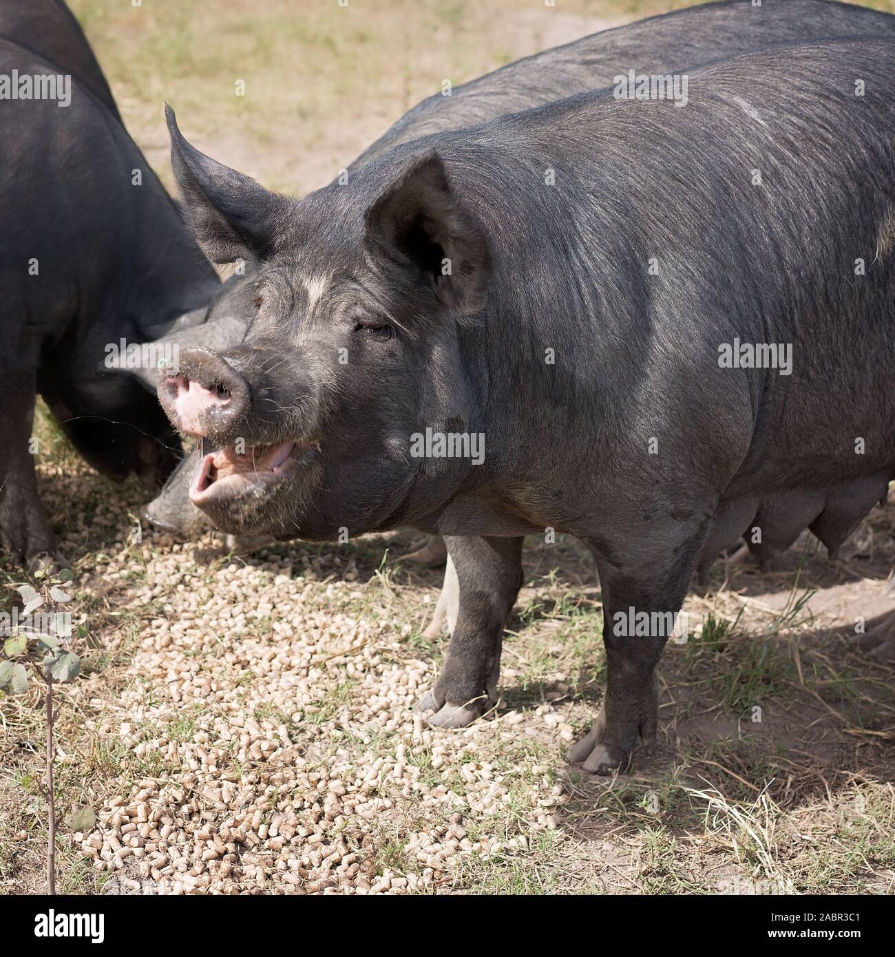 Berkshire black pigs in an organic piggery Stock Photo - Alamy