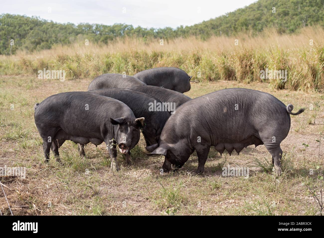 Berkshire black pigs in an organic piggery Stock Photo - Alamy