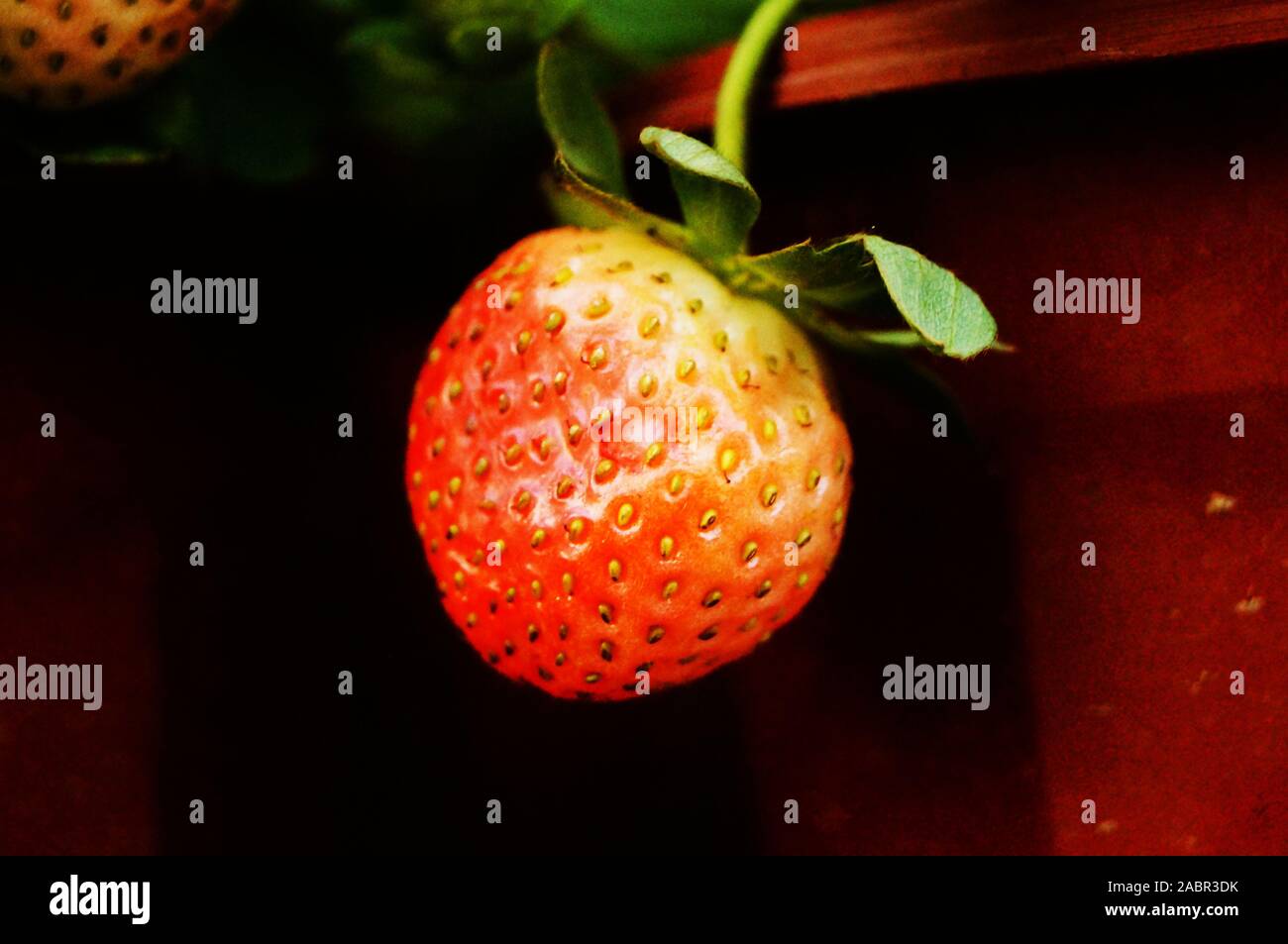 The ripening strawberries in the Strawberry Garden Stock Photo - Alamy