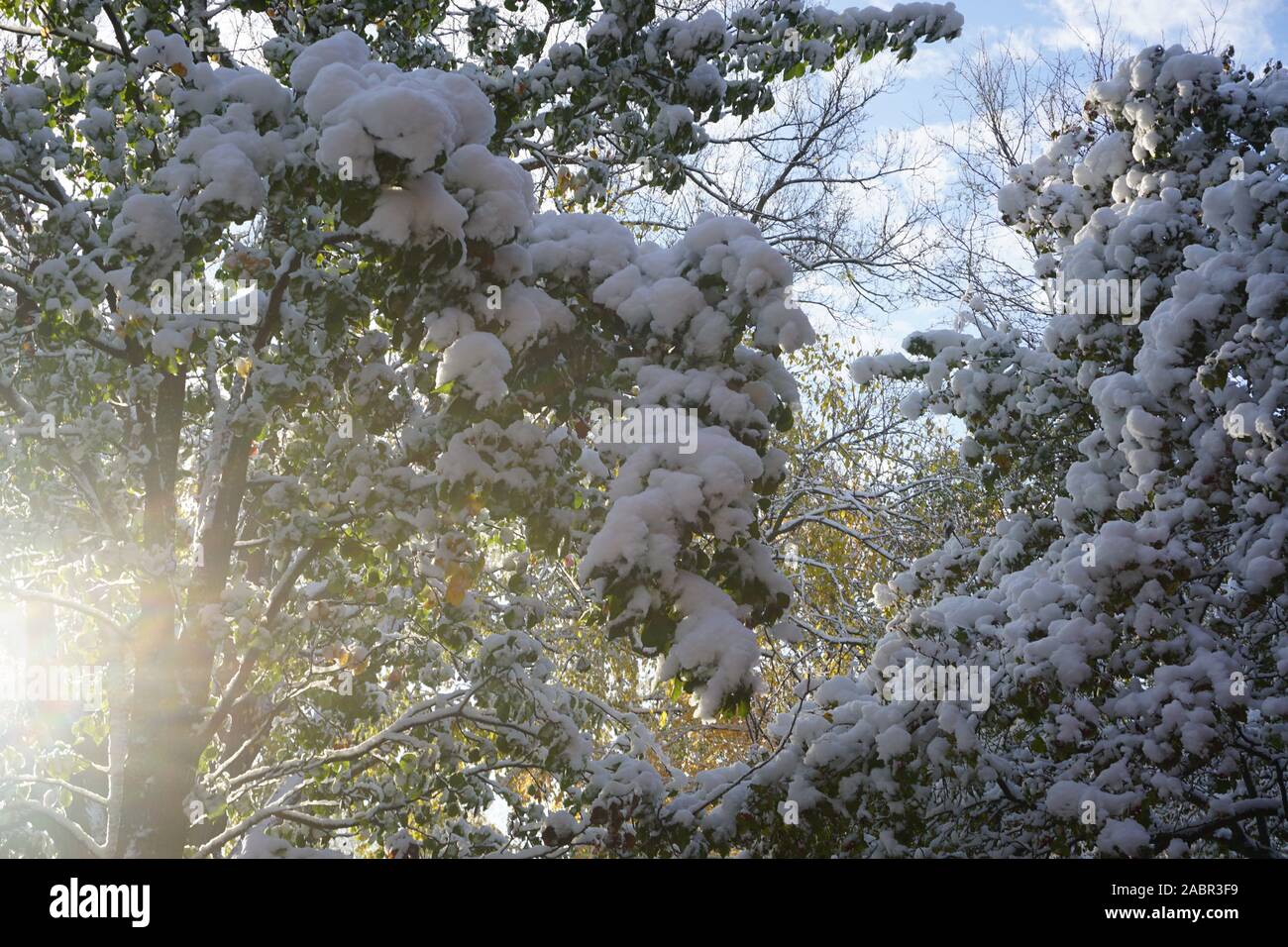 Early snowfall in October blankets fall foliage in a coating of white ...