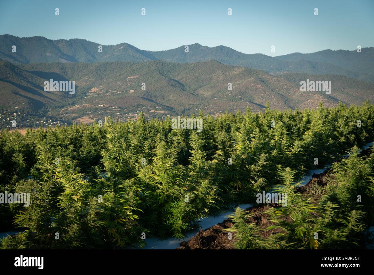 Marijuana farm hi-res stock photography and images - Alamy
