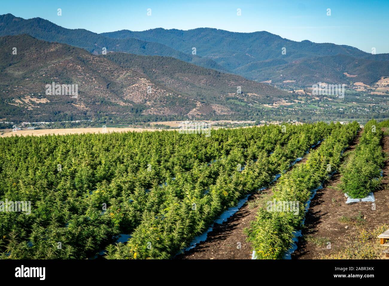Marijuana plants on a farm in the hills of Southern Oregon Stock Photo ...