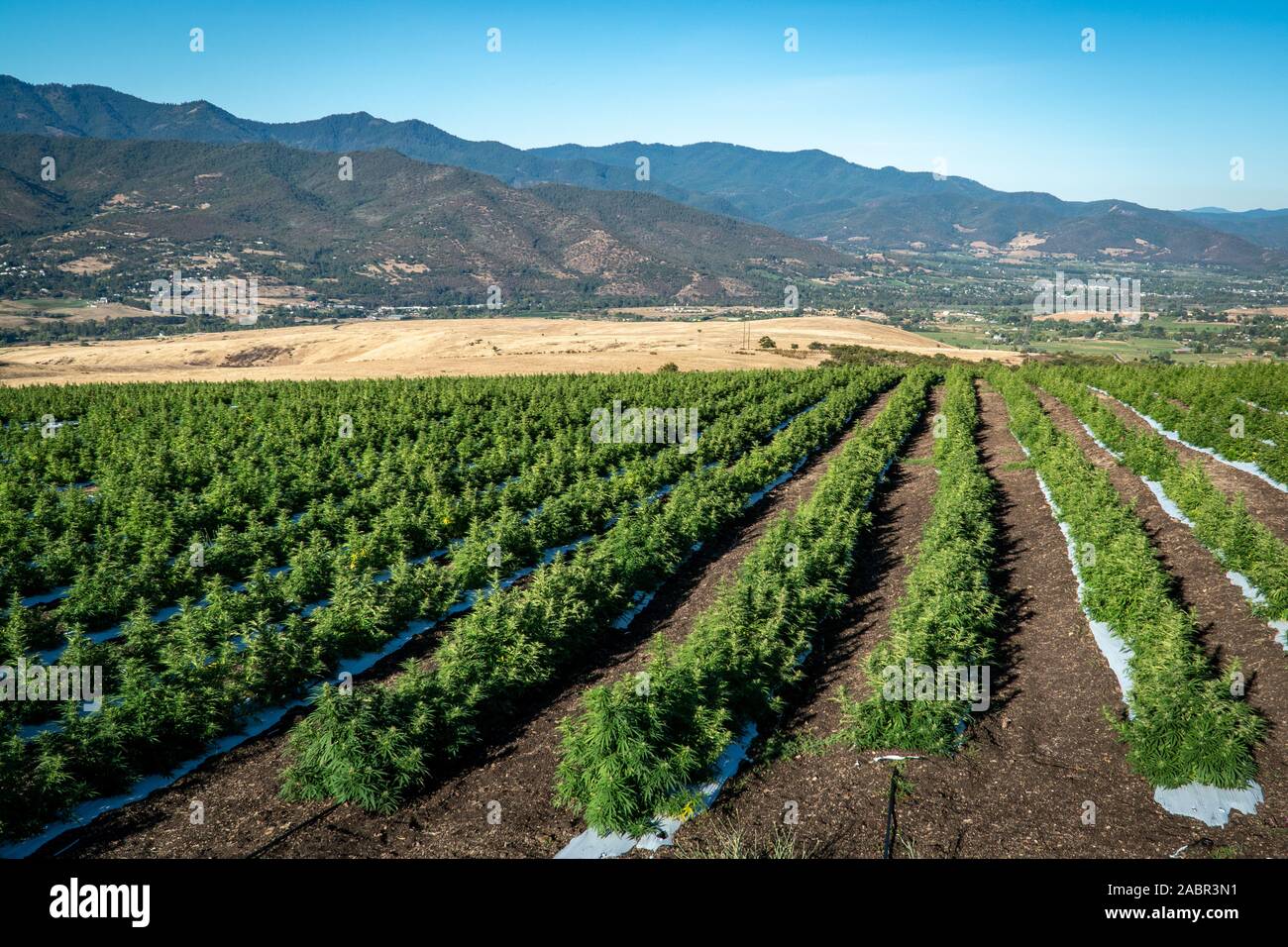Marijuana farm hi-res stock photography and images - Alamy