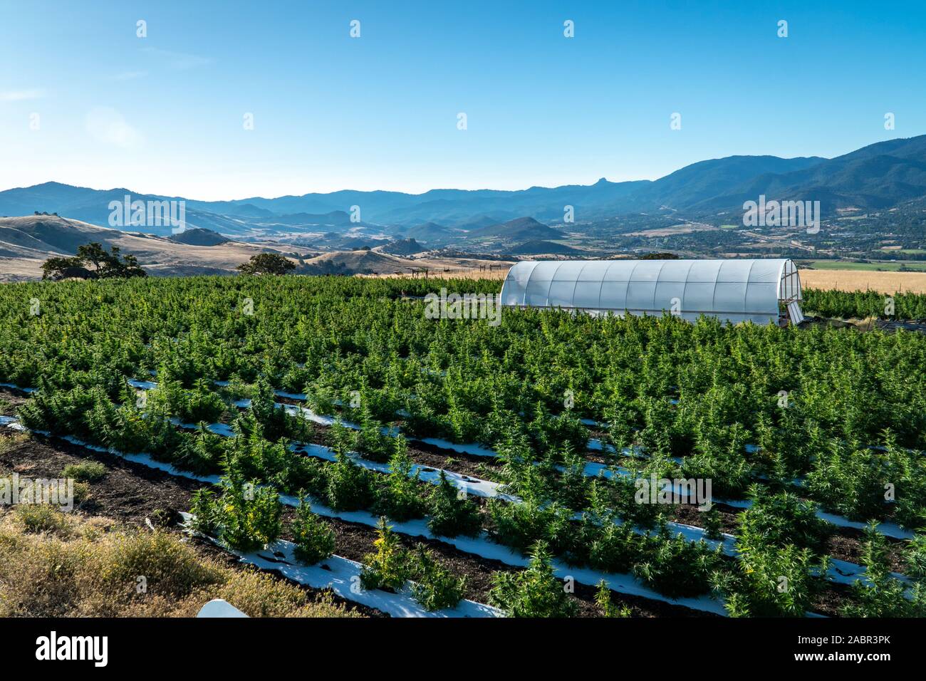 Marijuana farm hi-res stock photography and images - Alamy