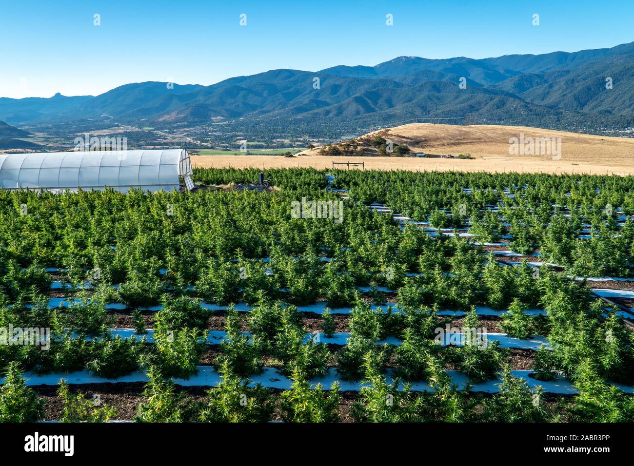 Marijuana farm hi-res stock photography and images - Alamy