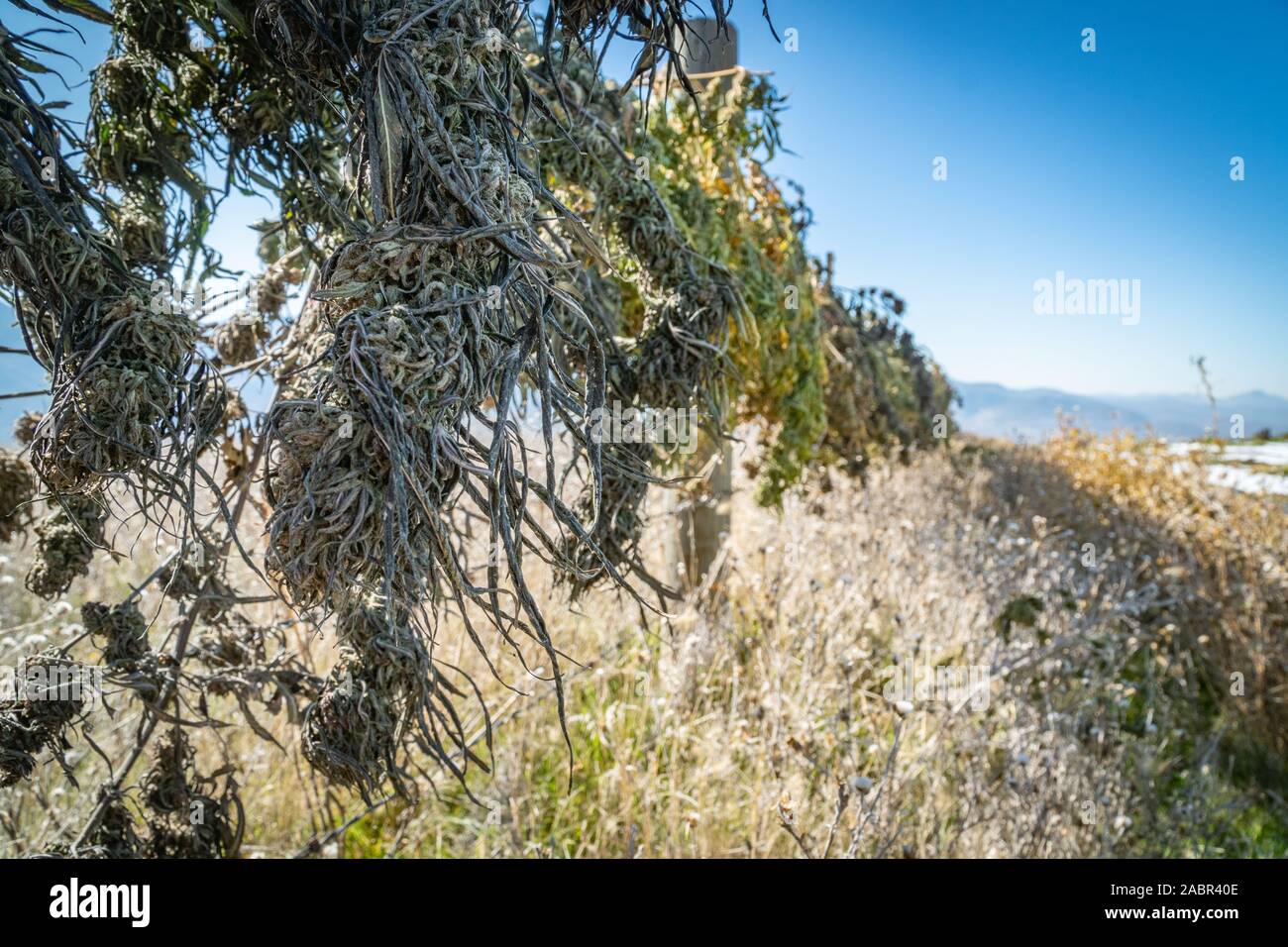 Node weed hi-res stock photography and images - Alamy