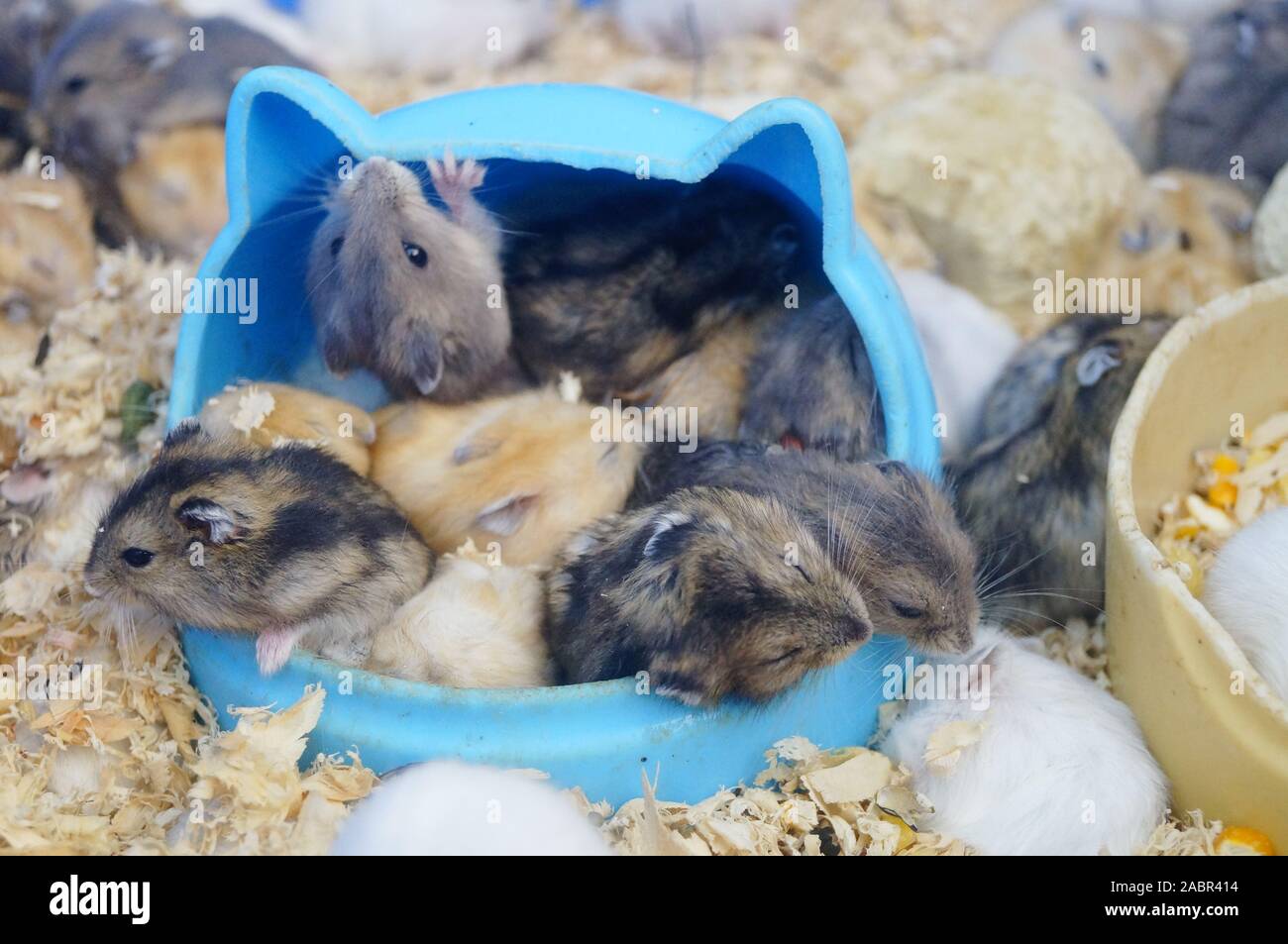 Raising hamsters hi-res stock photography and images - Alamy