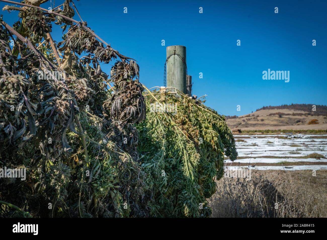 Node weed hi-res stock photography and images - Alamy