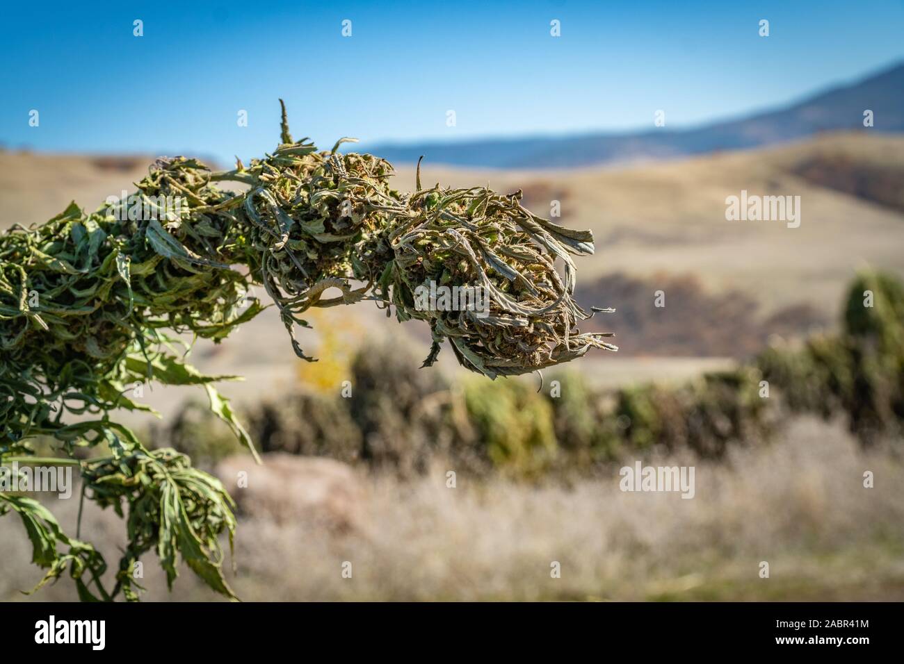 Node weed hi-res stock photography and images - Alamy