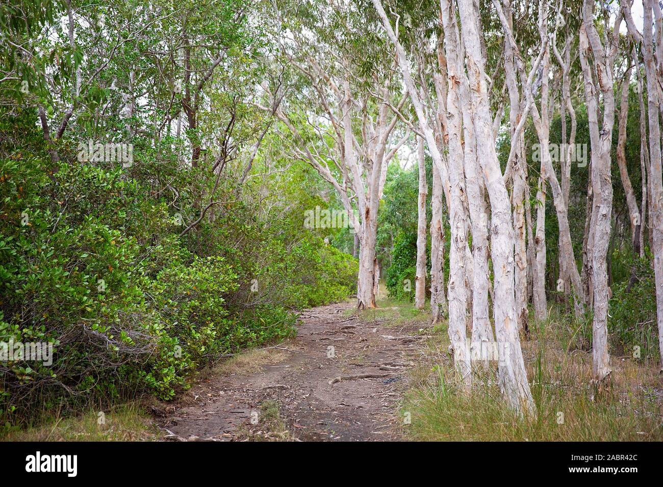 Native bush surrounds hi-res stock photography and images - Alamy