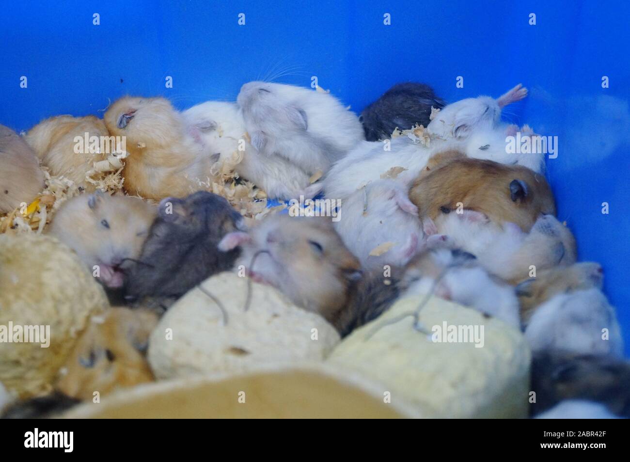 Raising hamsters hi-res stock photography and images - Alamy