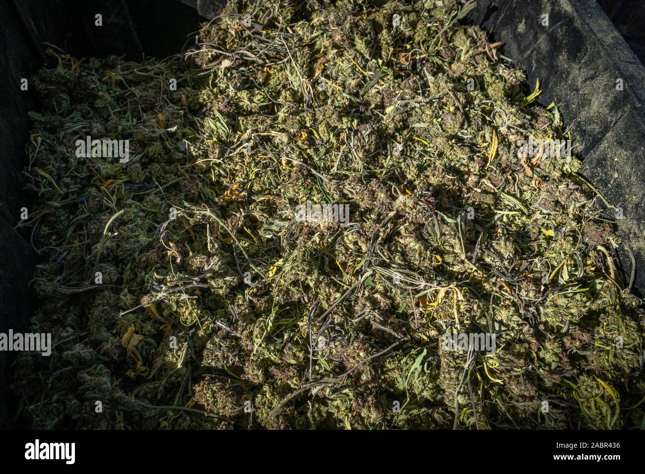 Harvest marijuana hi-res stock photography and images - Alamy