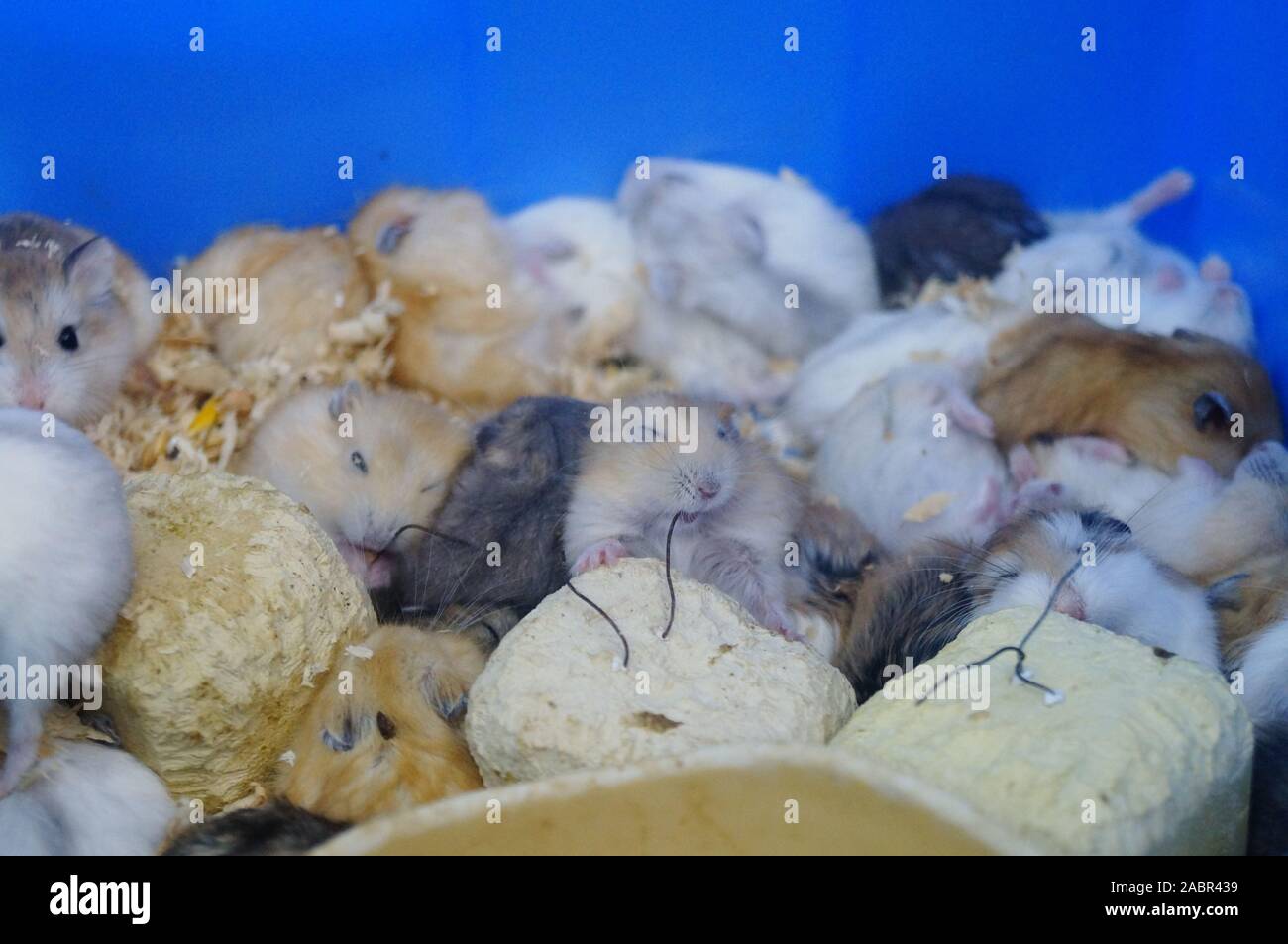 Hamsters nest hi-res stock photography and images - Alamy