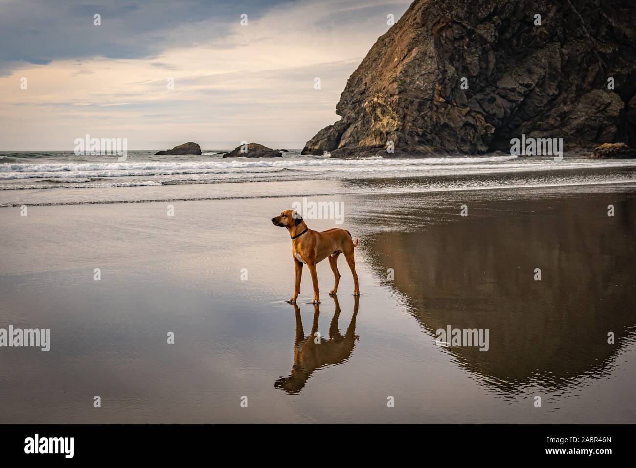 Rhodesian ridgeback dog hound hi-res stock photography and images - Alamy