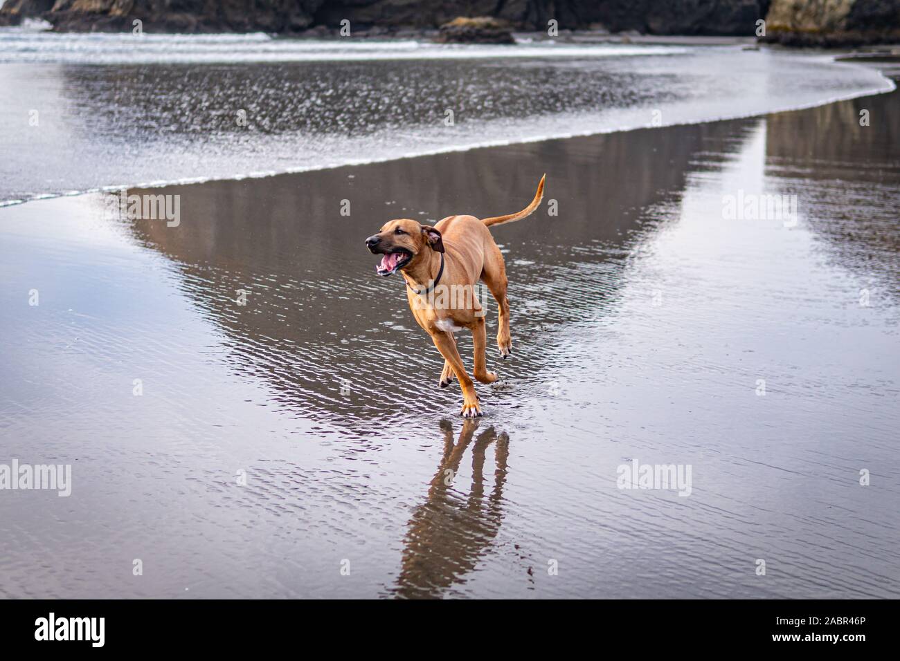 Rhodesian ridgeback dog hound hi-res stock photography and images - Alamy