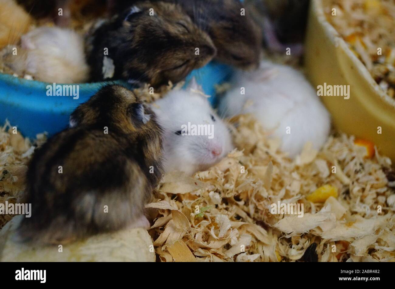 Hamster nest hi-res stock photography and images - Alamy