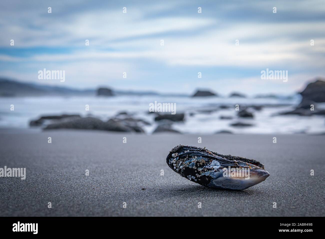 Mussel shells and seaweed hi-res stock photography and images - Alamy