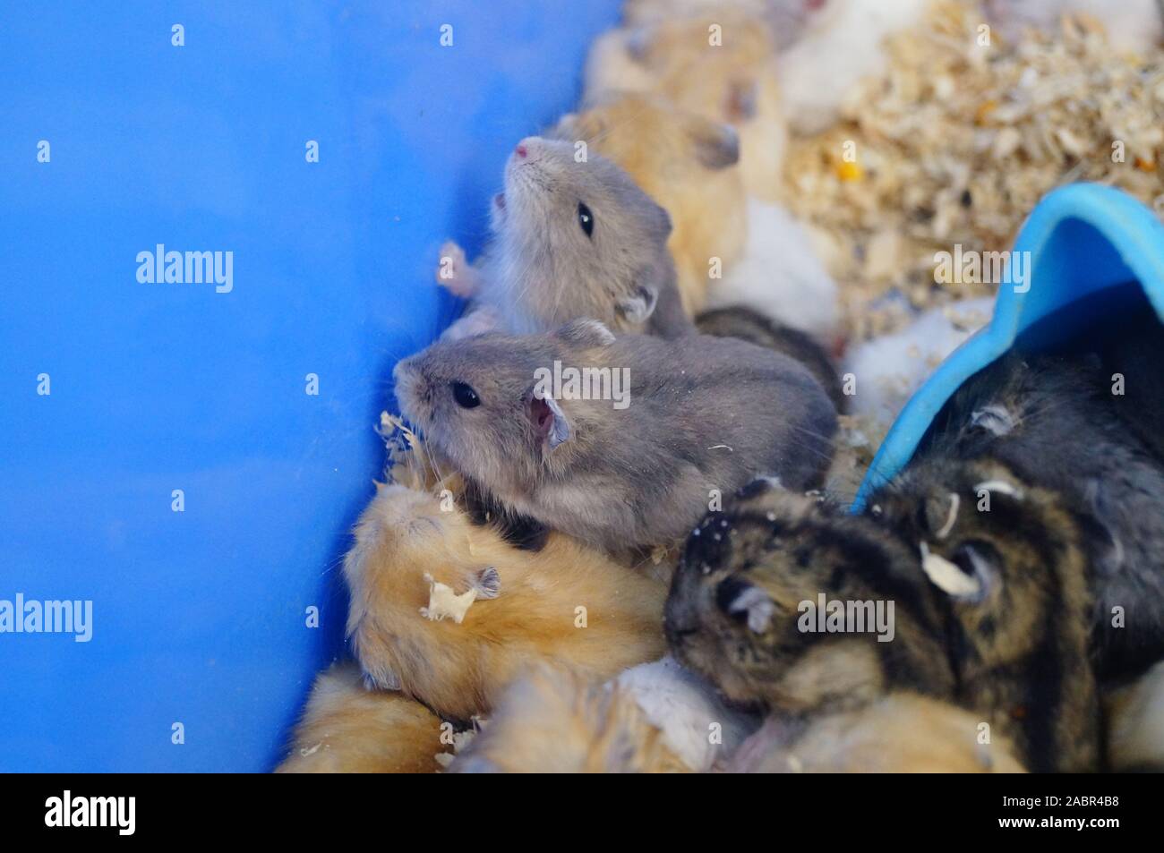 Raising hamsters hi-res stock photography and images - Alamy