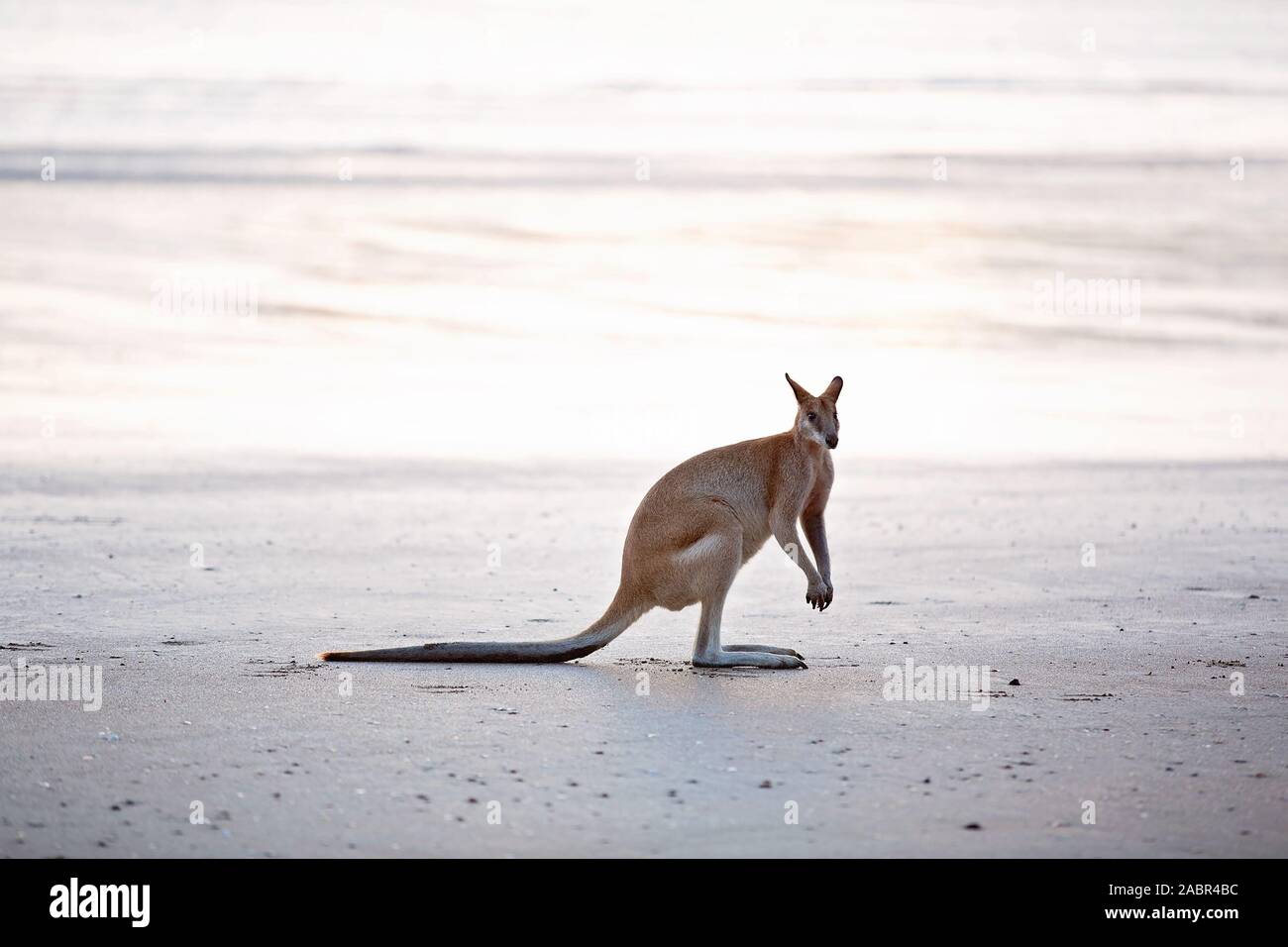 Wallaby on the beach at dawn at Cape Hillsborough in Australia Stock ...