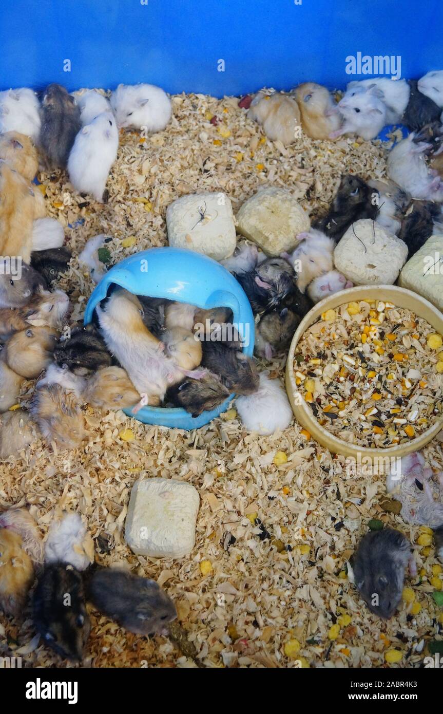 Raising hamsters hi-res stock photography and images - Alamy