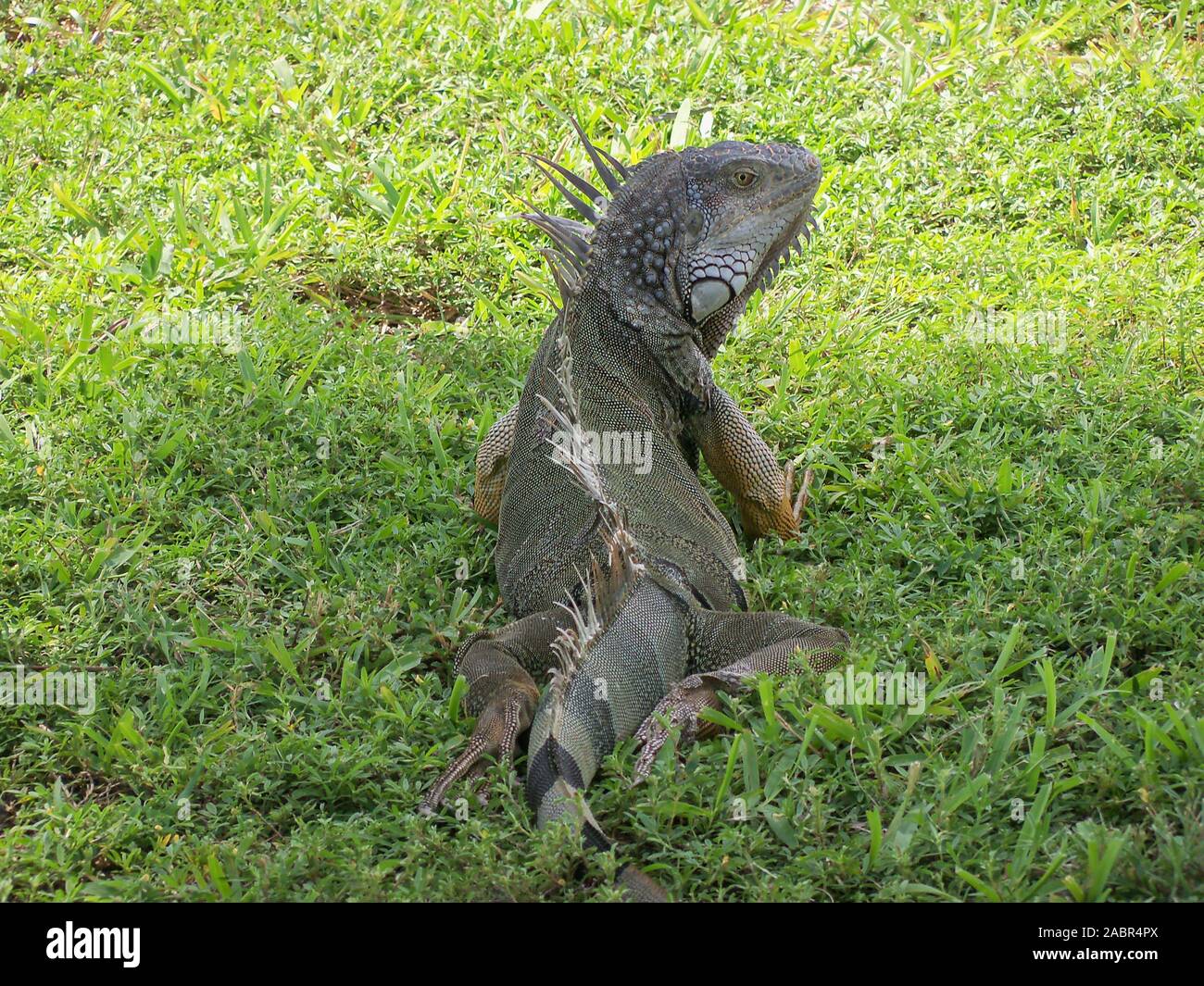 Green iguana tail hi-res stock photography and images - Alamy