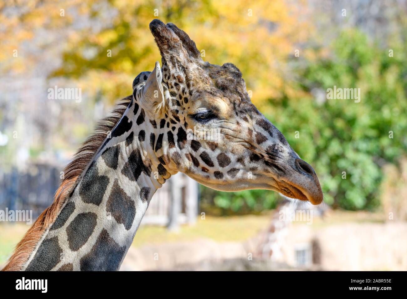 Giraffe (Giraffa) Close-up profile Stock Photo - Alamy