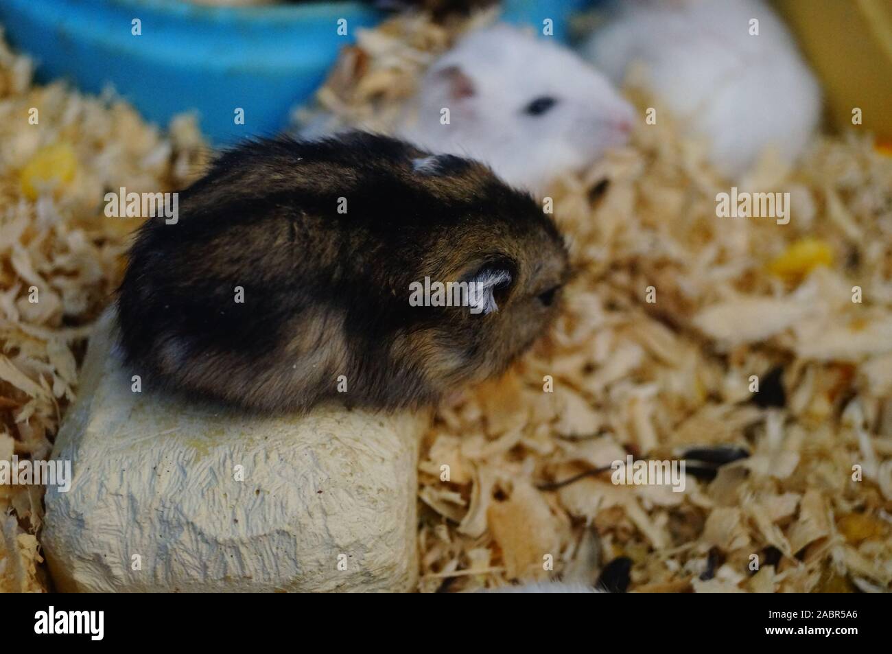 Raising hamsters hi-res stock photography and images - Alamy