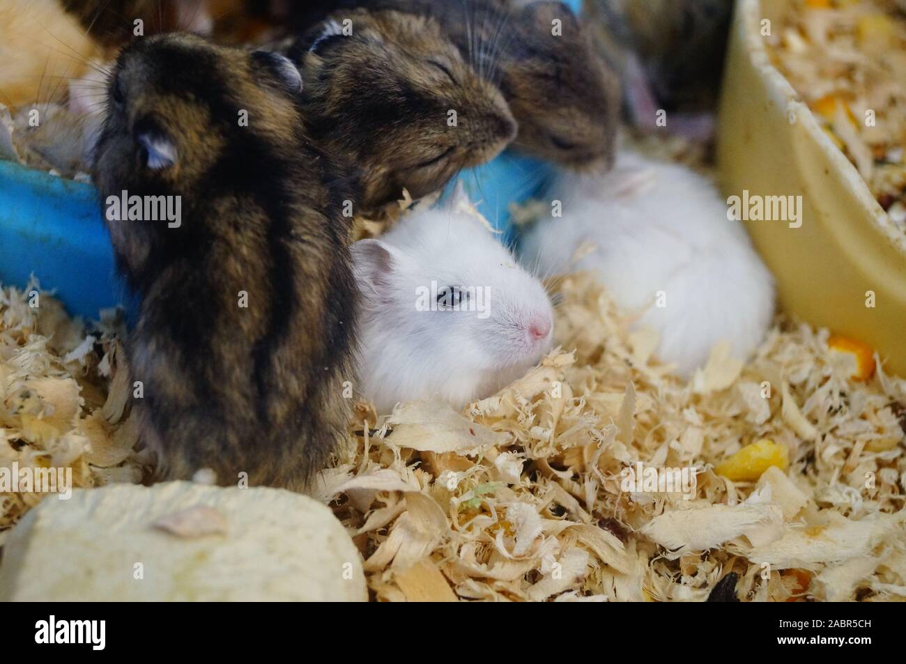 Hamsters nest hi-res stock photography and images - Alamy