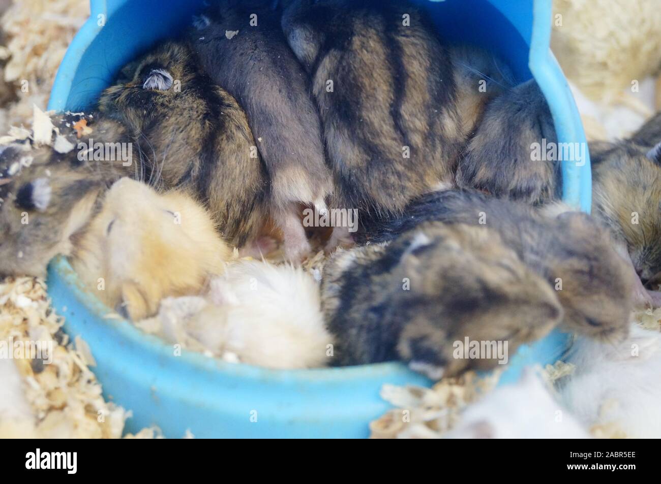 Raising hamsters hi-res stock photography and images - Alamy