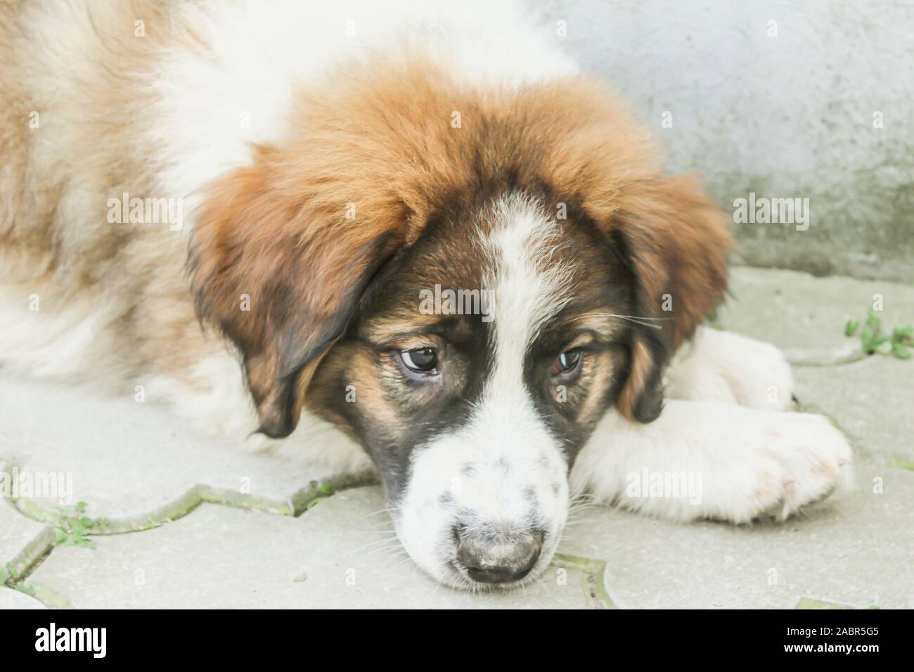 Balkan dog hi-res stock photography and images - Alamy