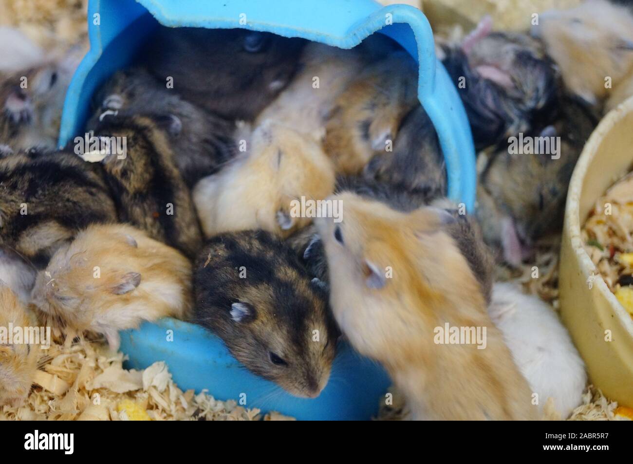 Hamsters nest hi-res stock photography and images - Alamy