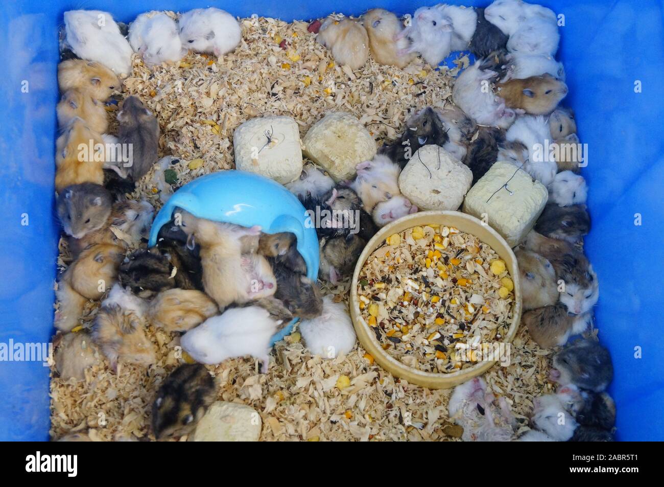 Hamsters nest hi-res stock photography and images - Alamy