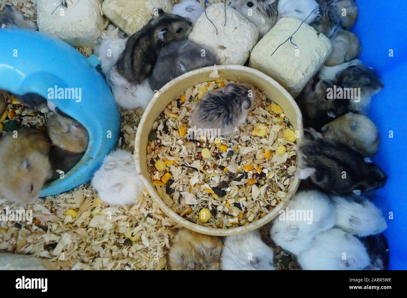 Raising hamsters hi-res stock photography and images - Alamy