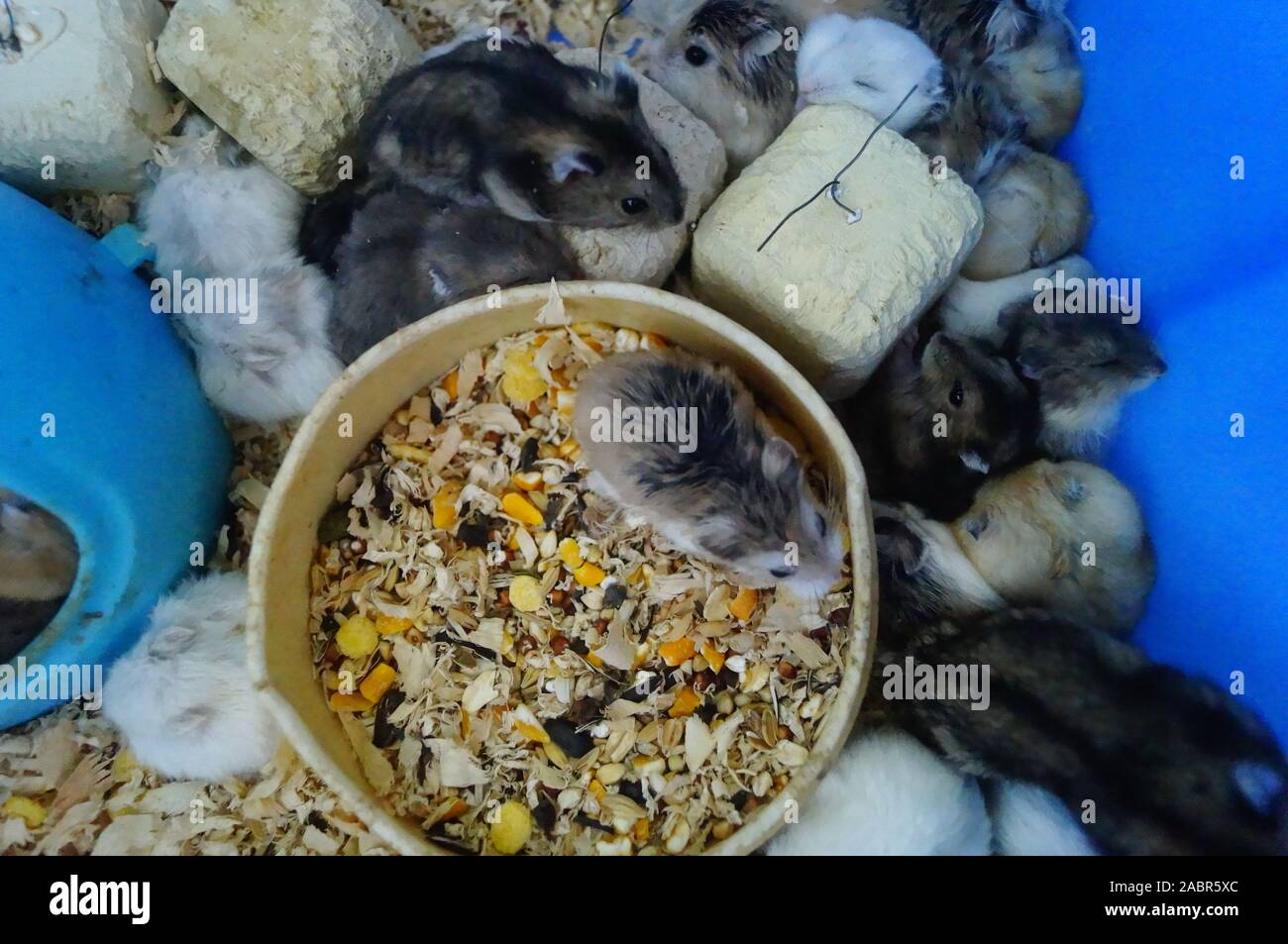 Hamsters nest hi-res stock photography and images - Alamy