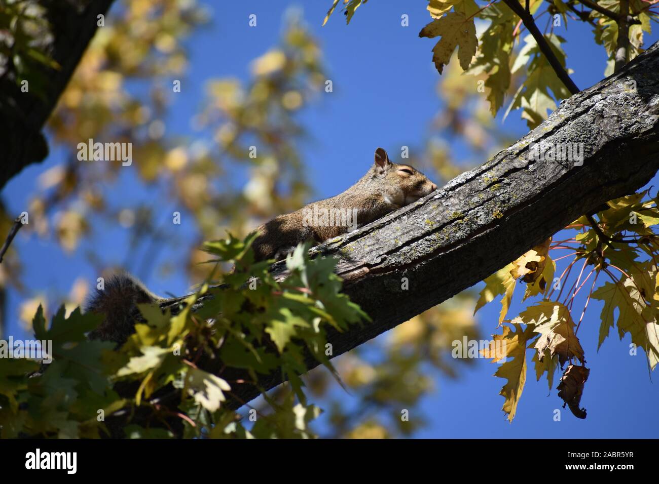 Sleeping squirrel hi-res stock photography and images - Alamy