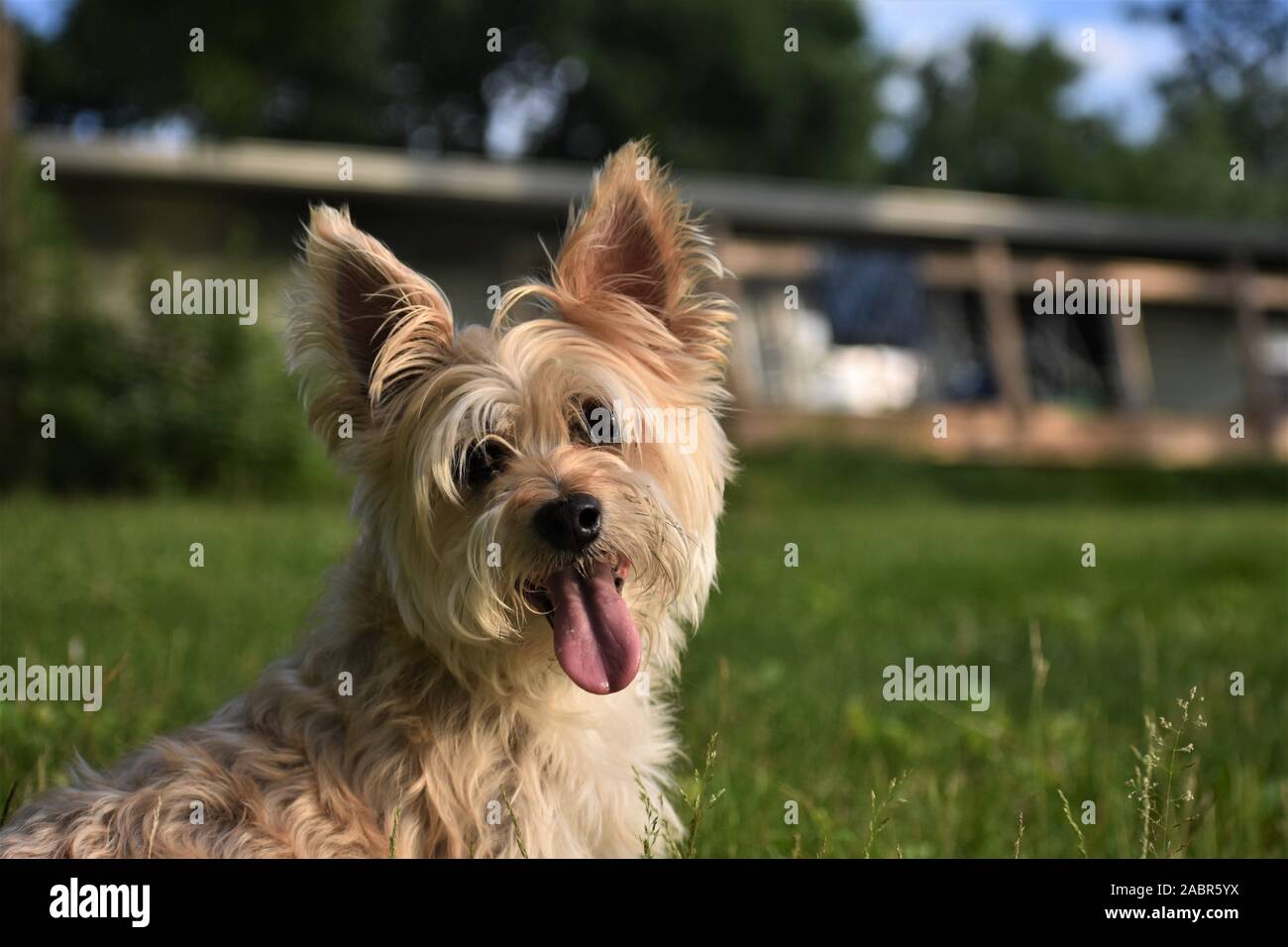 Dog in Yard Stock Photo - Alamy