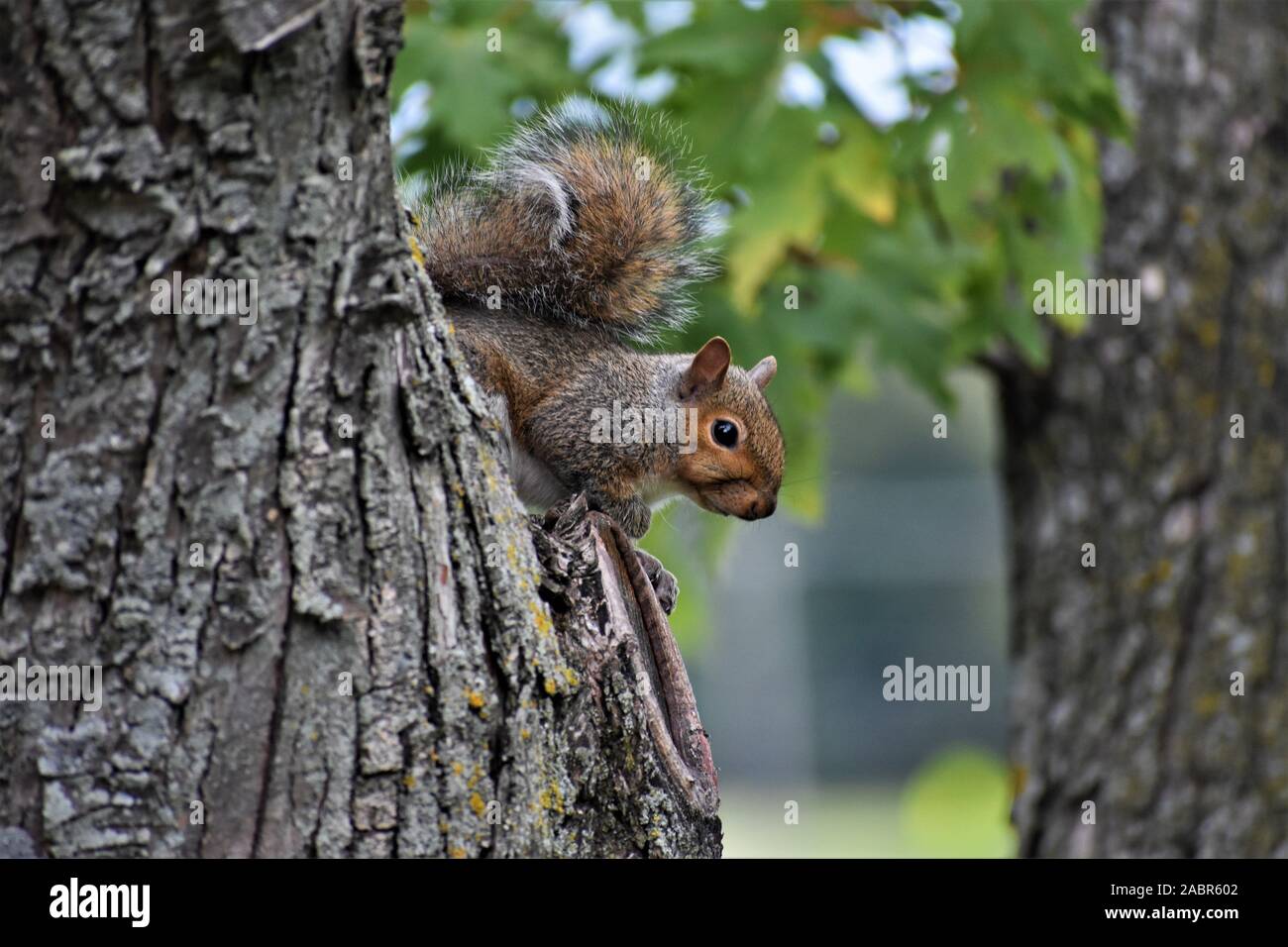 Squirrel in Tree Stock Photo - Alamy