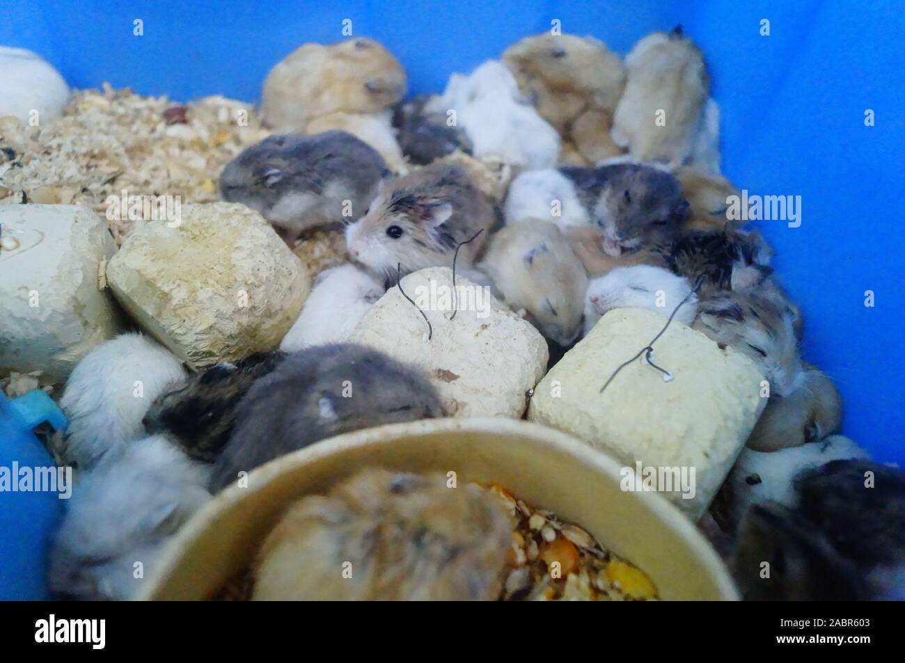Raising hamsters hi-res stock photography and images - Alamy