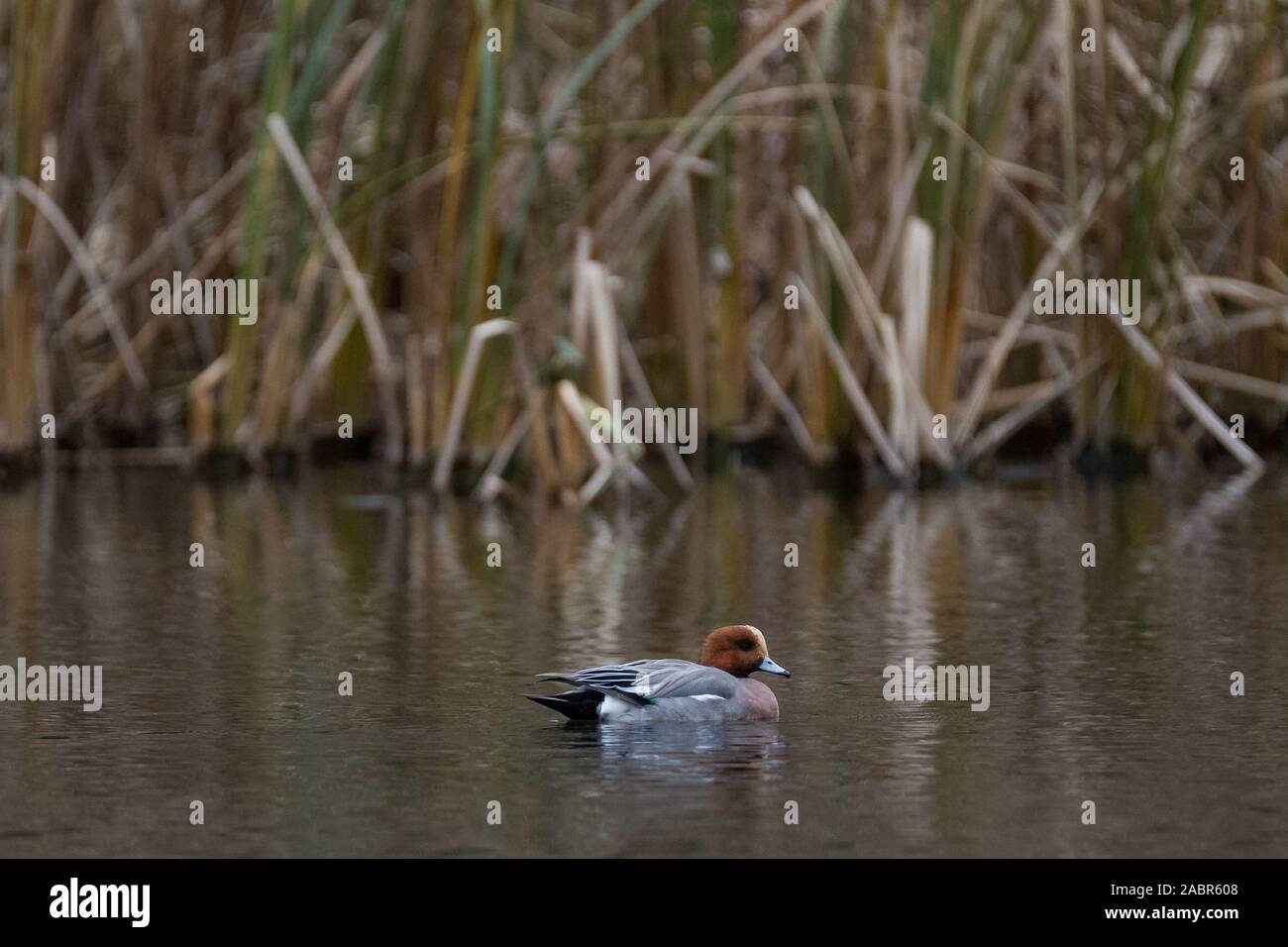 A male Eurasian wigeon duck (Mareca penelope) on a lake in.a park in ...
