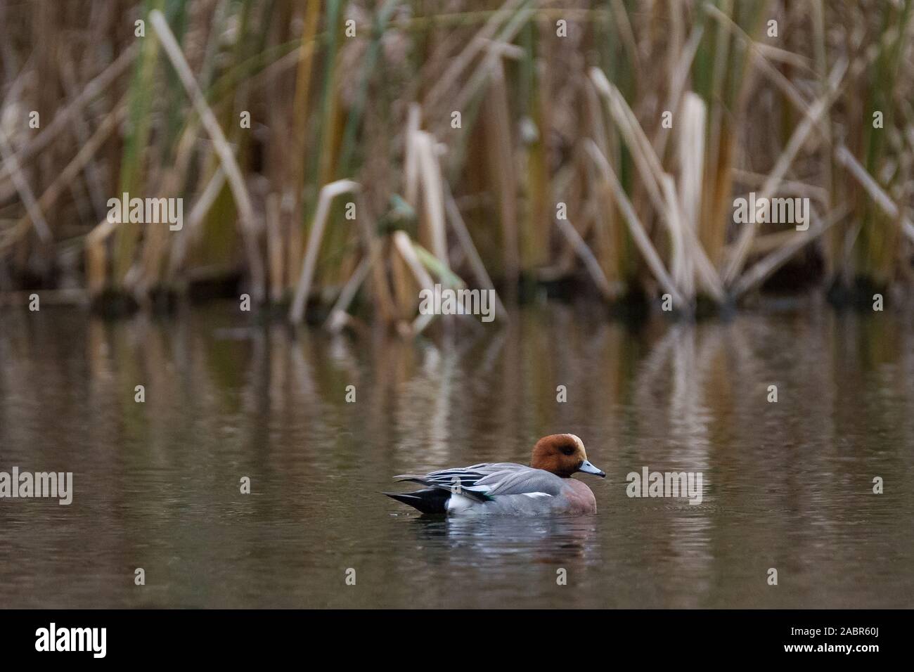 Swims in ponds hi-res stock photography and images - Alamy