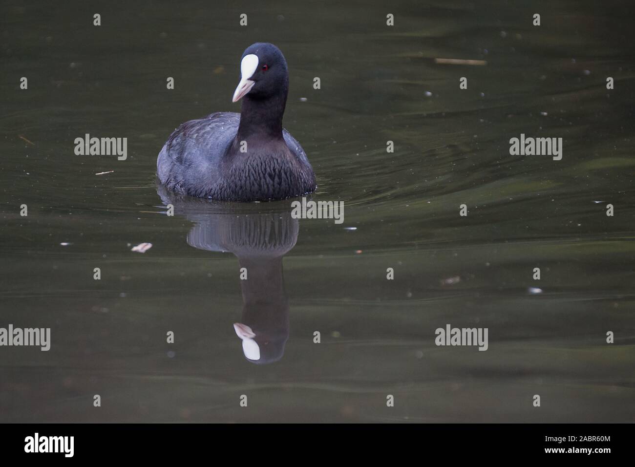 Common japanese birds hi-res stock photography and images - Alamy