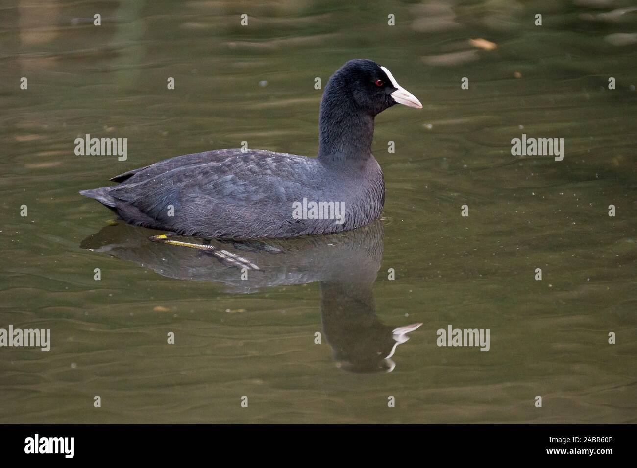 Common japanese birds hi-res stock photography and images - Alamy